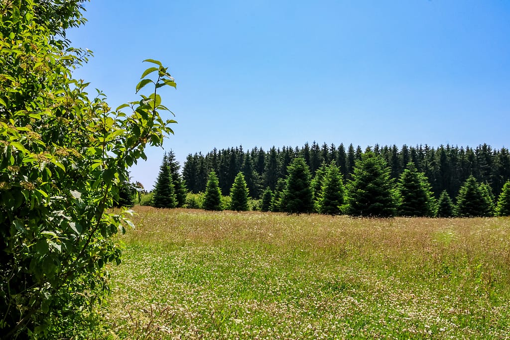 Reaching the Highest Point in Luxembourg: Visiting Kneiff