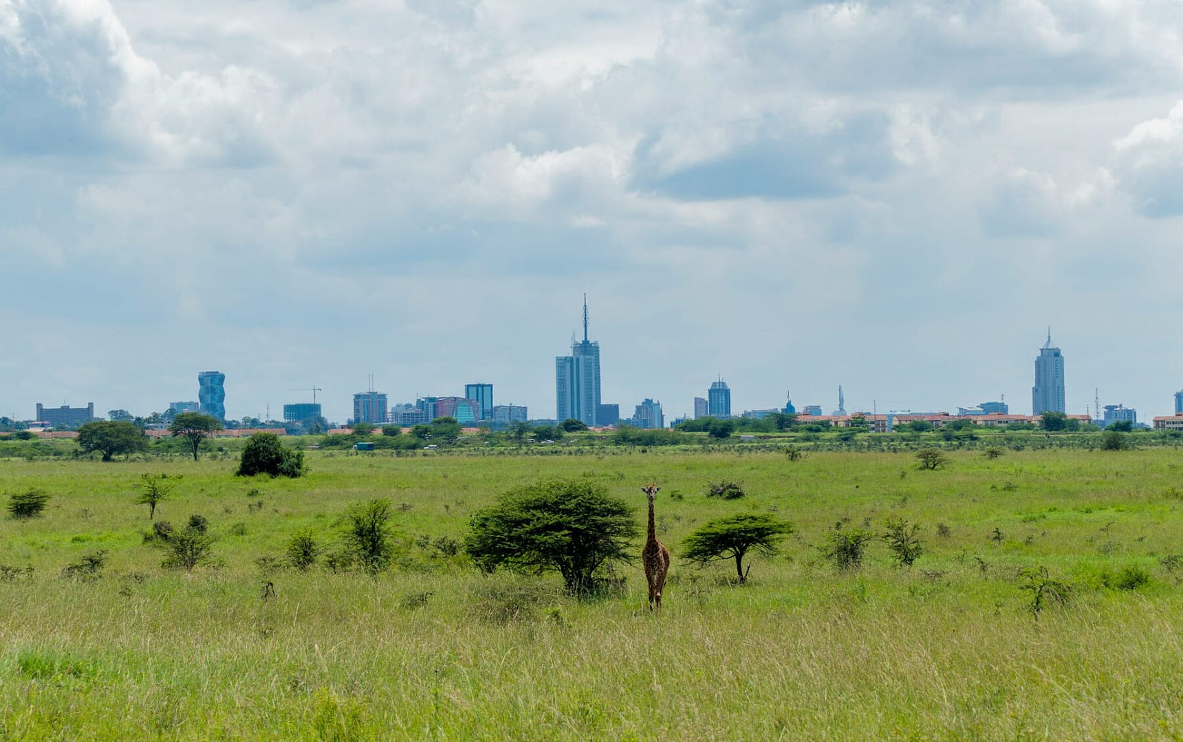 The 5 Best Wildlife-Related Things to Do in Nairobi, Kenya